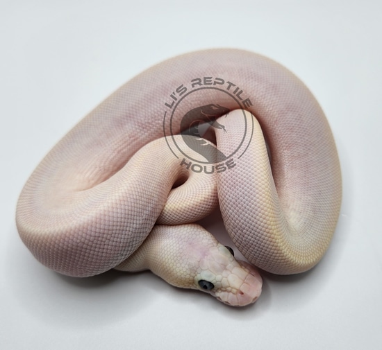 2023 Female Bamboo Lesser/Russo Poss Pastel & Black Pastel Ball Python ...