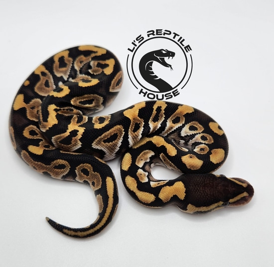 2023 Female Mystic Leopard 100% Het Clown Ball Python by Li's Reptile House