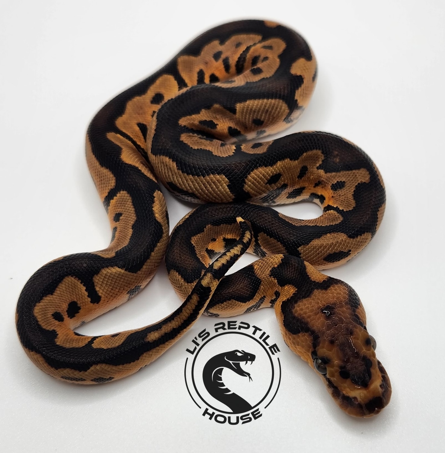 2023 Female Clown Ball Python by Li's Reptile House - MorphMarket