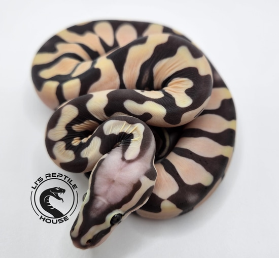 2023 Female Scaleless Poss Super Pastel 50% Het Albino 50% Het Clown ...