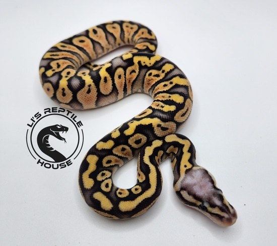 Super Pastel Scaleless Head 50% Het Clown Ball Python by Li's Reptile House