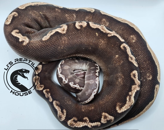 2023 Female Super GHI Mystic Ball Python by Li's Reptile House