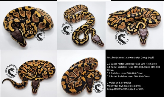 Possible Scaleless Clown Maker Group! Ball Python by Li's Reptile House