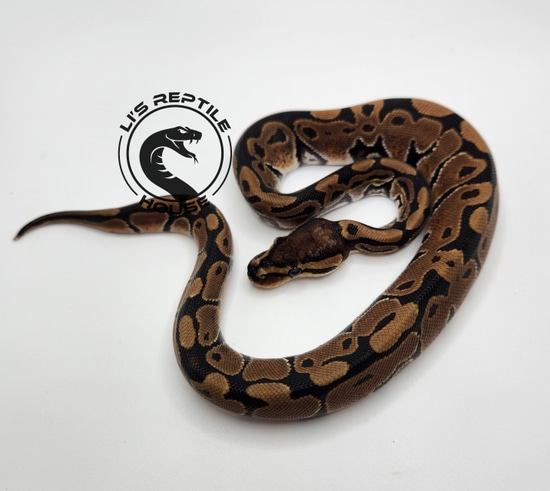 2023 Female Jungle Woma Ball Python by Li's Reptile House