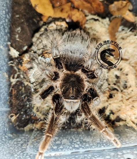 Curly Hair (Tliltocatl Albopilosum) 3in Tarantula by Li's Reptile House