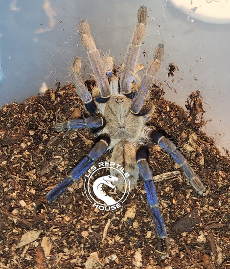 Cobalt Blue -- Cyriopagopus Lividus 2.5 In Tarantula by Li's Reptile House