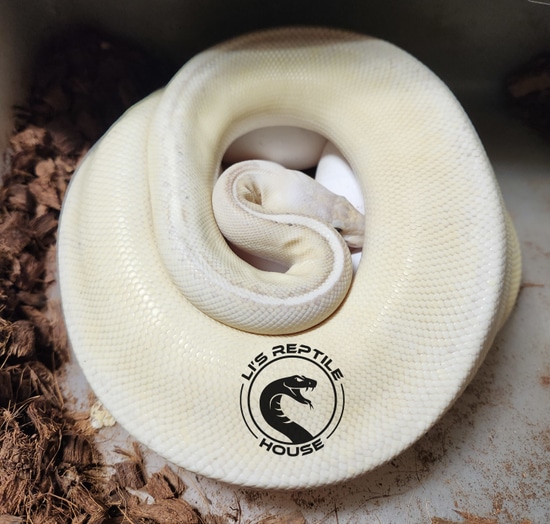 Female GHI Sterling Banana Proven Breeder Ball Python by Li's Reptile House