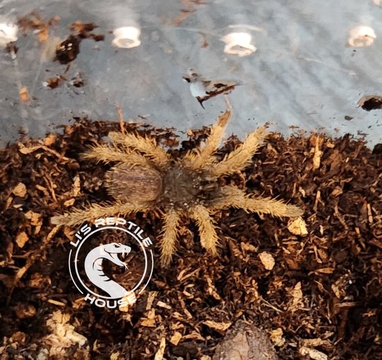 Ornithoctoninae Sp. Vietnam Silver Tarantula 3/4" - 1'' by Li's Reptile ...