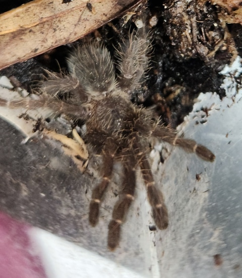 Purple Earth Tiger Tarantula - Cyriopagopus Sp. 'Hati Hati by Li's ...