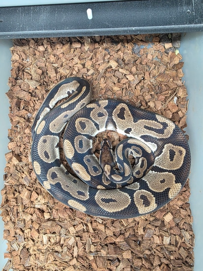 Male Adult 100% Het Sunset With Adult 66% Het Sunset Female Ball Python by Li's Reptile House