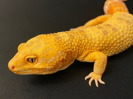 Pure Firewater Leopard Gecko by The GECKOist