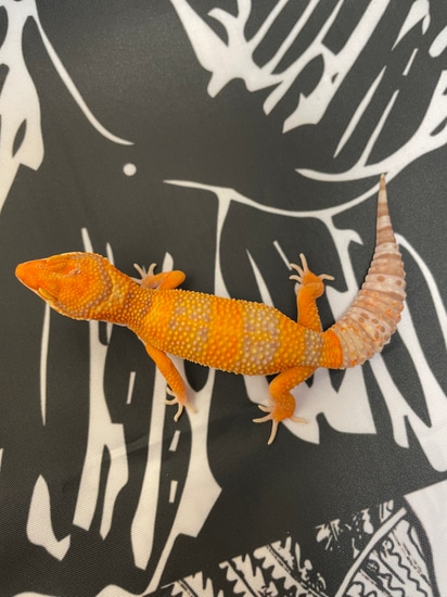 Firewater Leopard Gecko by The GECKOist