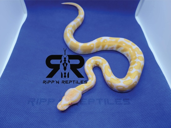Fire Albino Ball Python by Ripp'N Reptiles