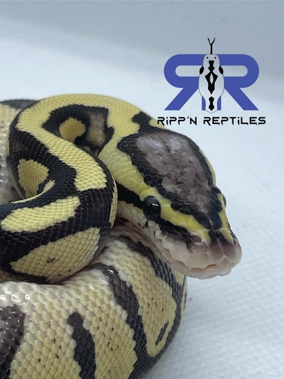 Firefly 100% Double Het VPI Axanthic Clown Ball Python by Ripp'N Reptiles