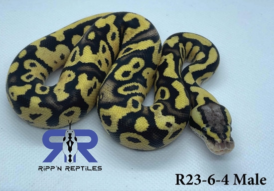 Firefly 100% DH VPI Axanthic Clown Ball Python by Ripp'N Reptiles