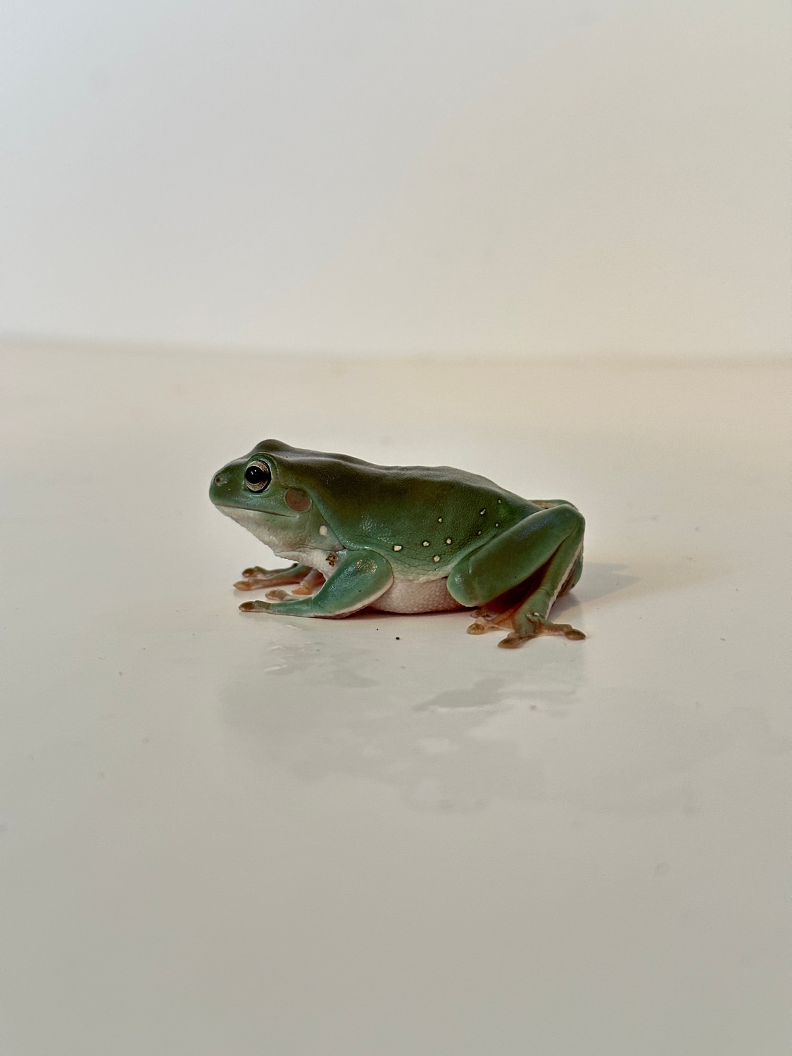 4 Month Old Snowflake Dumpy White's Tree Frog by Riley’s Ribbiting Rainforest - MorphMarket