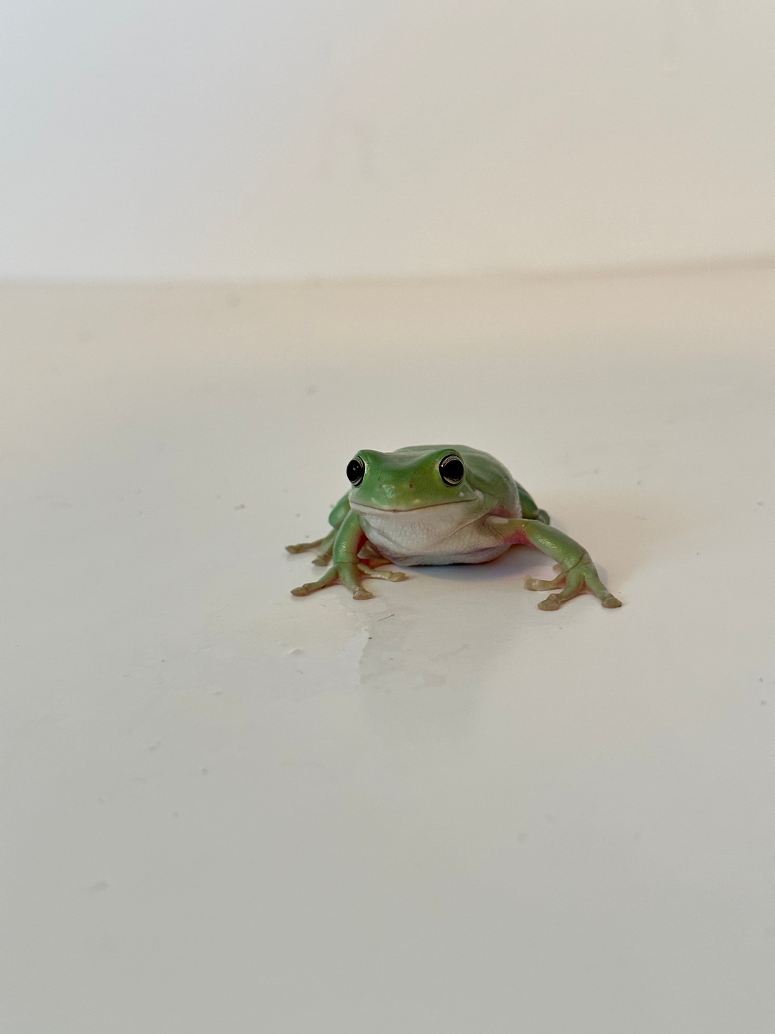 Blue Eyed Snowflake White's Tree Frog by Riley’s Ribbiting Rainforest ...