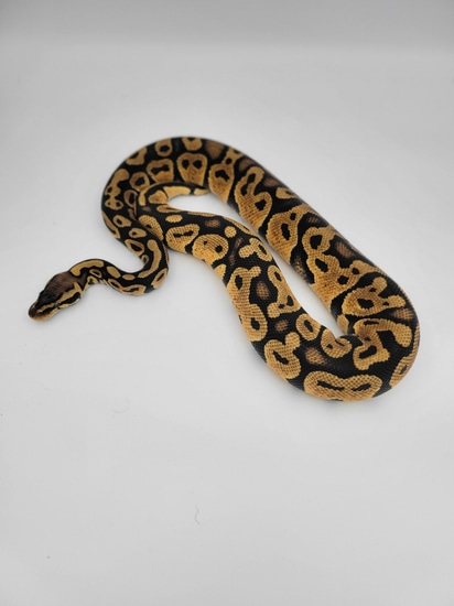 Ready To Breed Pastel NR Mandarin Het Hypo Ball Python by Rising ...