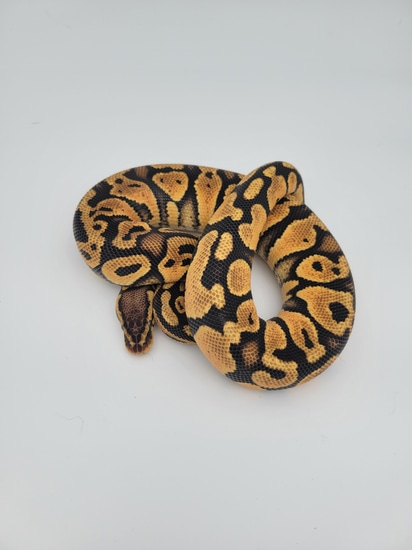1.1 NR Mandarin Group Ball Python by Rising Phoenix Reptiles