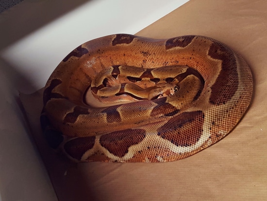 Hypo Boa Constrictor by Rising Sun Boas