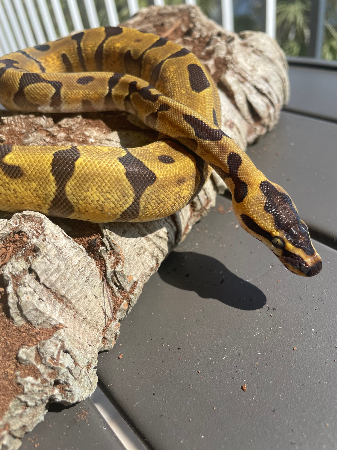 Super Enchi Ball Python by Reptile Invasion - MorphMarket