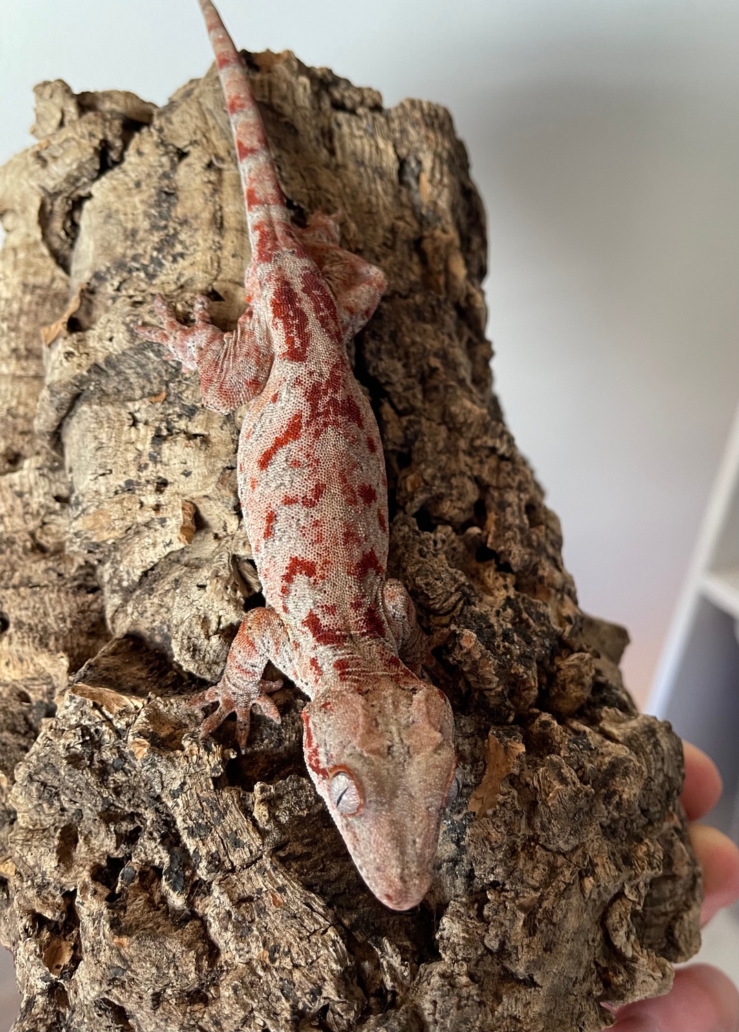 Skeleton Super Blotch GG Gargoyle Gecko by Reptile Invasion - MorphMarket