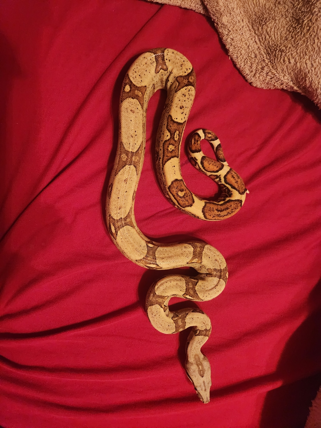 Jungle Dh VPI/Anery Boa Constrictor by Flor De Luna Boas - MorphMarket