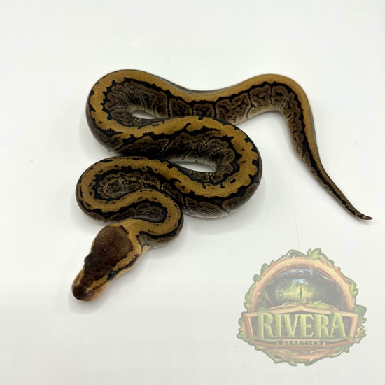 GHI Pinstripe Dhet Desert Ghost Clown Ball Python by Rivera Genetics - MorphMarket