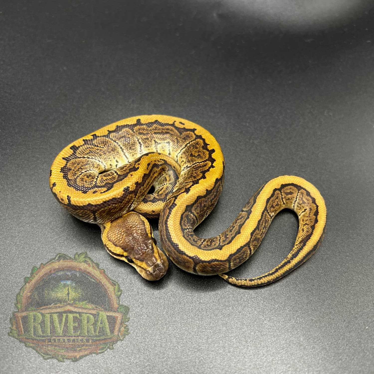 GHI Pinstripe Dhet Desert Ghost Clown Ball Python by Rivera Genetics ...