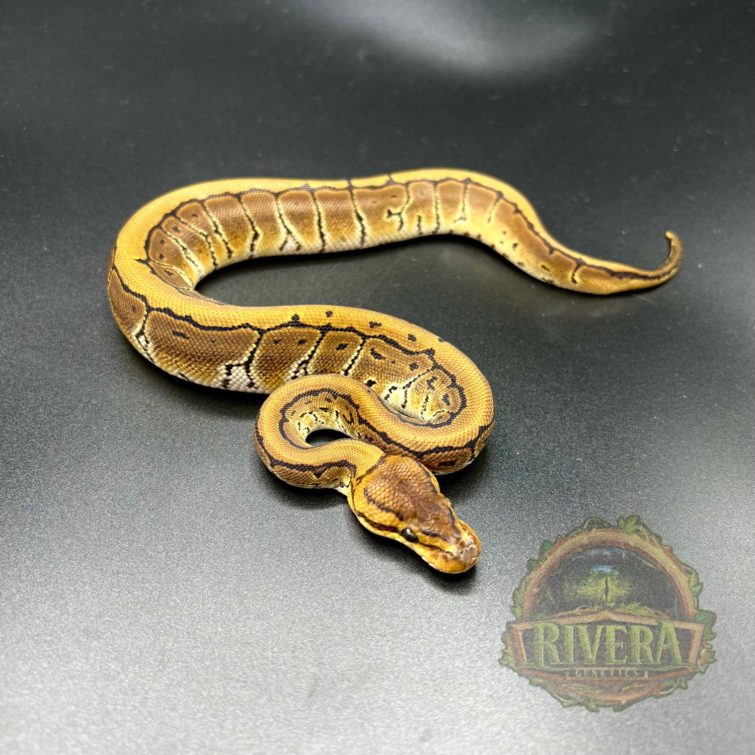 Pinstripe Dhet Desert Ghost Clown Ball Python by Rivera Genetics ...