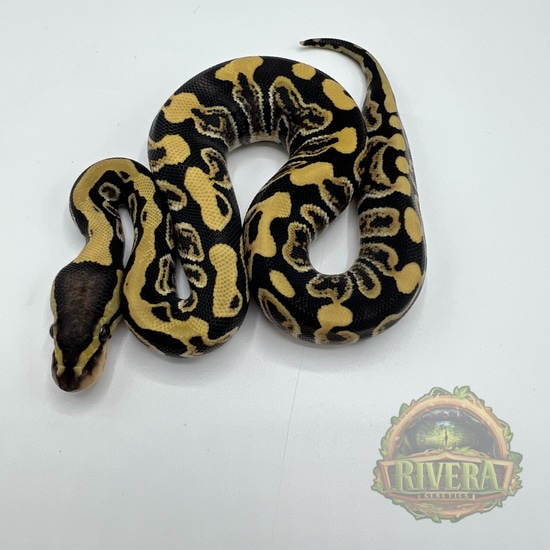 GHI Desert Ghost Het. Clown Ball Python by Rivera Genetics