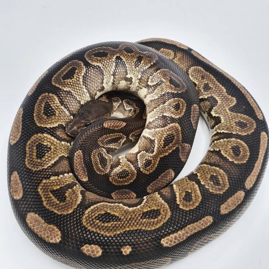 Cinnamon (Leopard) Het Piebald Ball Python by Rivera Genetics