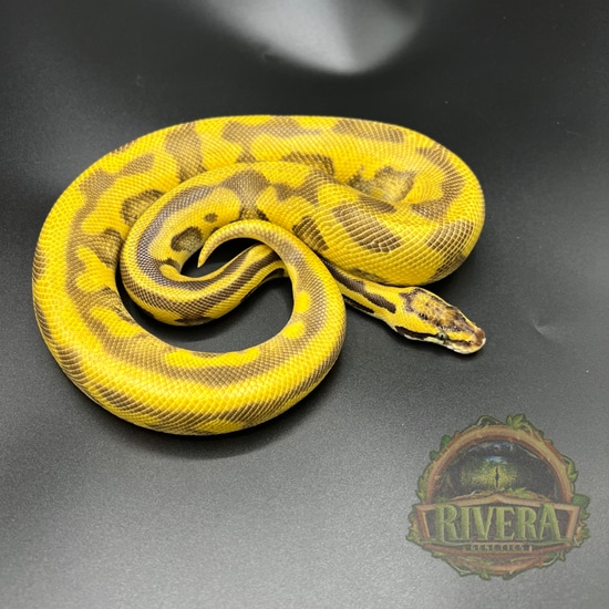 Leopard Enchi Calico Pastel Het Desert Ghost Ball Python by Rivera Genetics