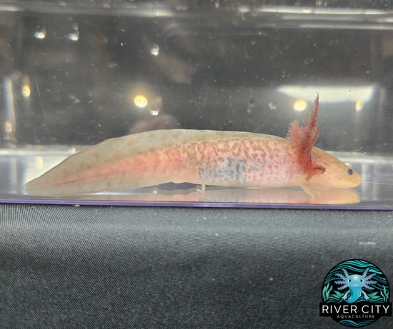 Axanthic Copper Axolotl Juvenile by River City Aquaculture