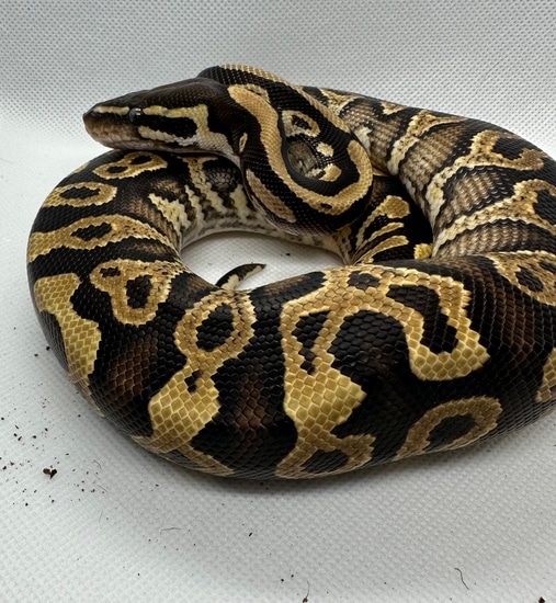 Blackhead Mystic Yellowbelly/spector Ball Python by River Mountain Exotics