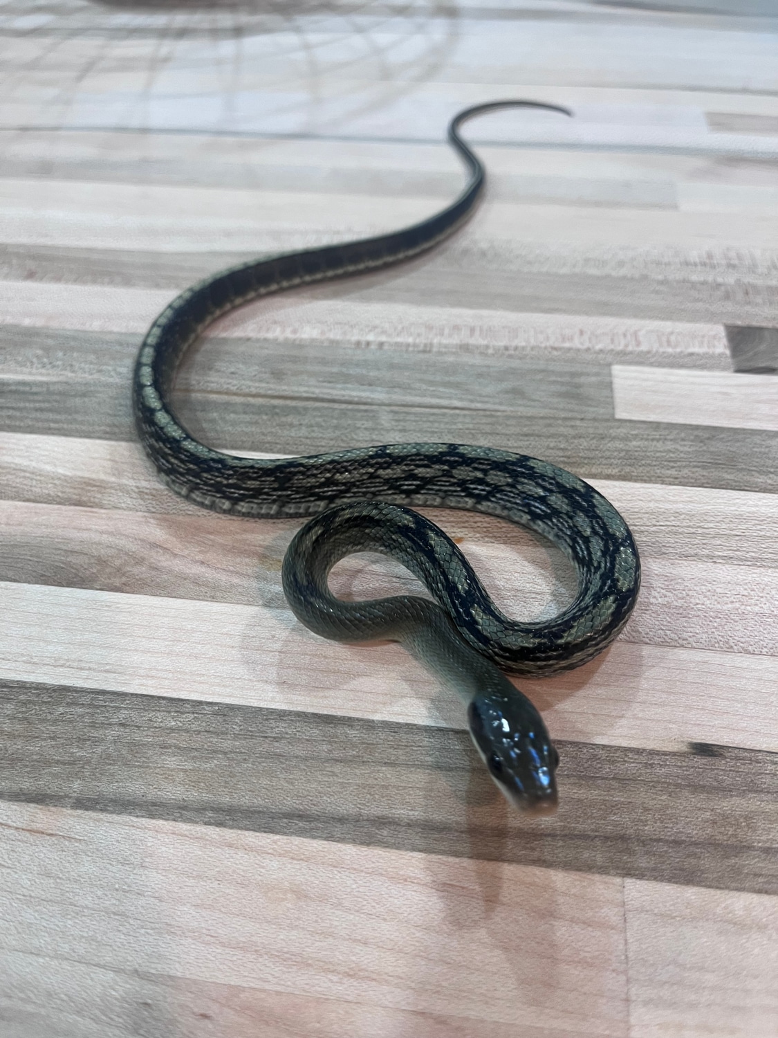 Blue Beauty Rat Snake by River Road Reptile - MorphMarket