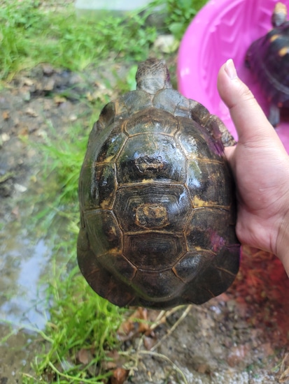 Black Greek Tortoise by River South Exotics