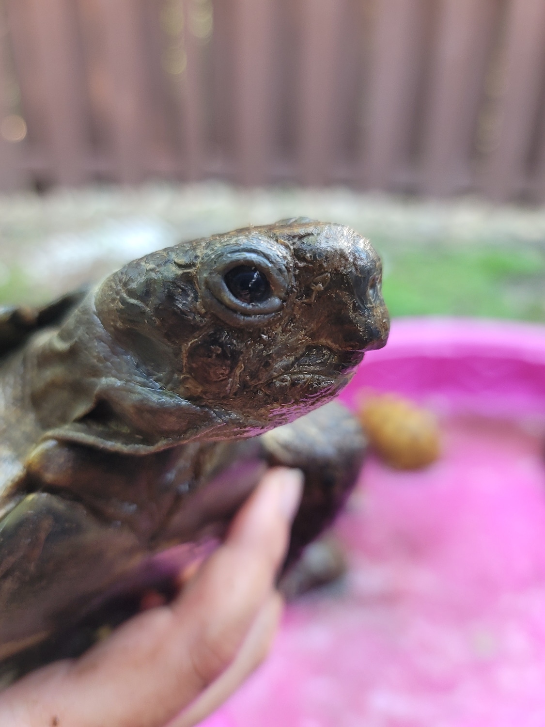 Black Greek Tortoise by River South Exotics - MorphMarket