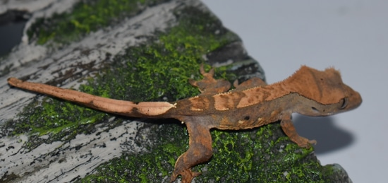 Yellow Harlequin With Dalmation Spots Crested Gecko by River Valley ...
