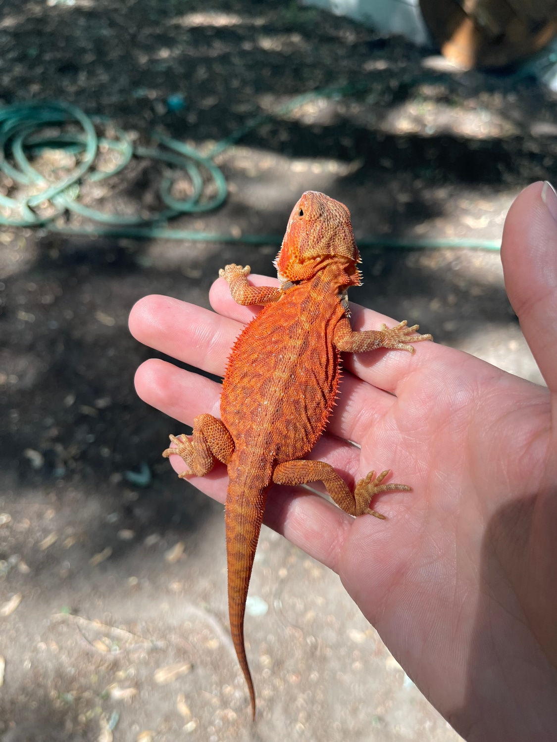 Red Orange Bearded Dragon Central Bearded Dragon by Minnesota nice ...