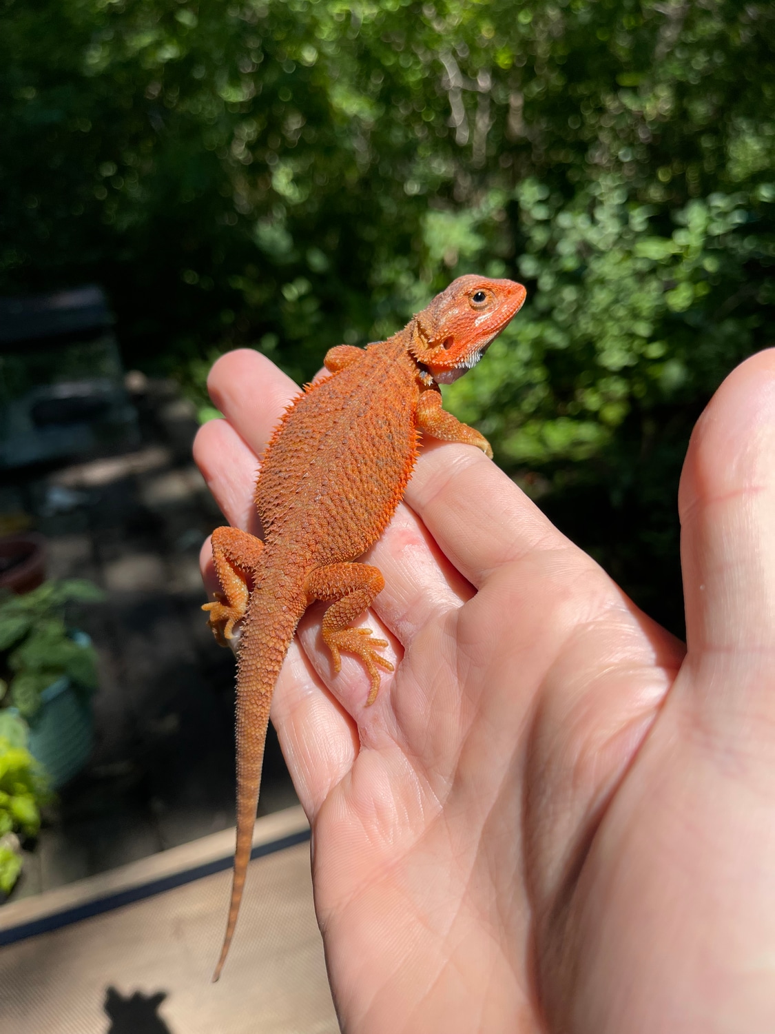 Orange Purple Paradox Central Bearded Dragon by Minnesota nice dragons ...