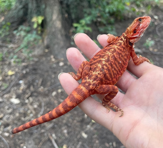 Red Translucent Central Bearded Dragon by Minnesota nice dragons