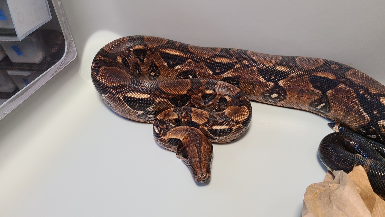 Blood Het Kahl (Red Dragon) Boa Constrictor by Concealed Constrictors ...