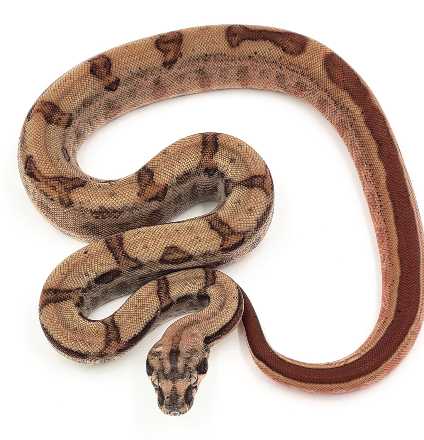 Hypo Jungle Key West 66% Het Kahl Albino 50% Het Anerythristic (RDR ...