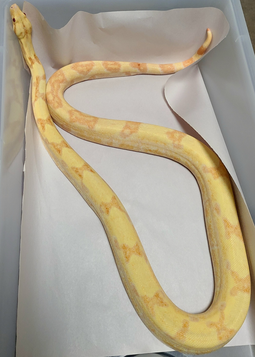 IMG Lipstick Sunglow Boa Constrictor by Concealed Constrictors ...
