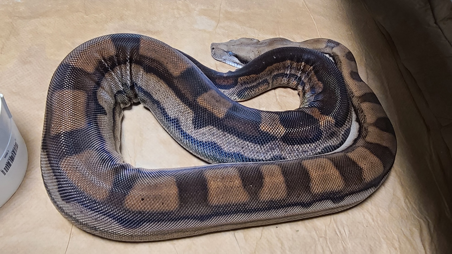 2016 Proven Female Monster Tail Key West Motley Jungle Het Albino Boa ...