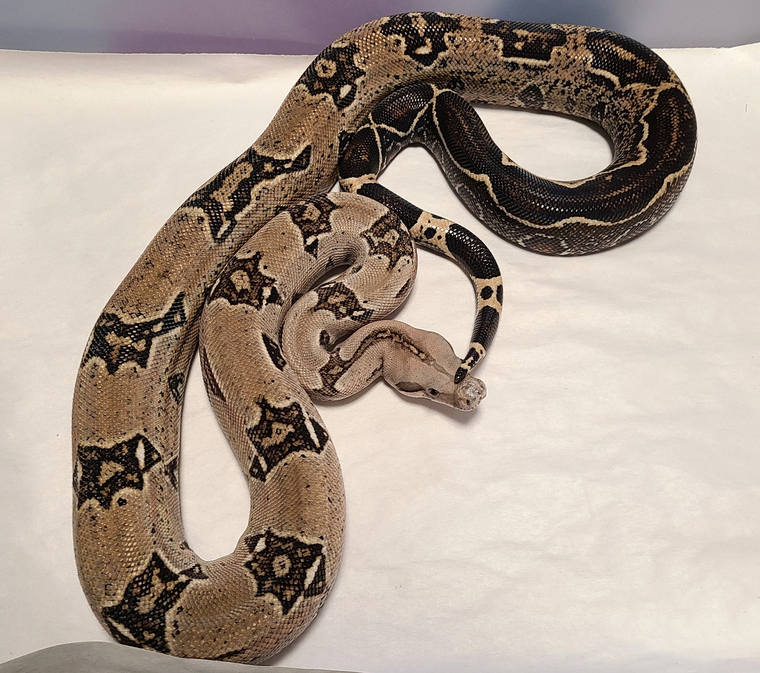 2018 Male Double Het Blood Leopard Boa Constrictor by Concealed ...