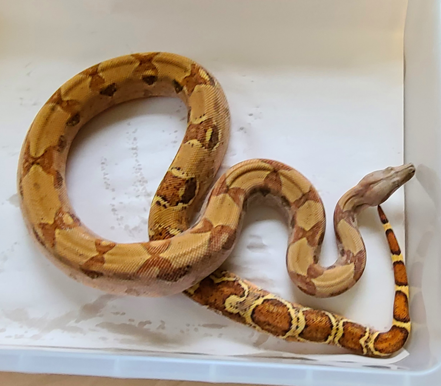 Hypo DH Albino Blood (Sun Dragon) Boa Constrictor by Concealed ...