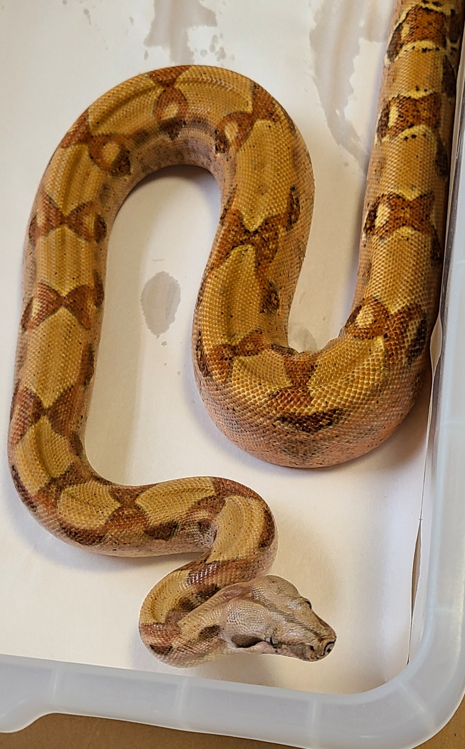 Hypo DH Albino Blood (Sun Dragon) Boa Constrictor by Concealed ...
