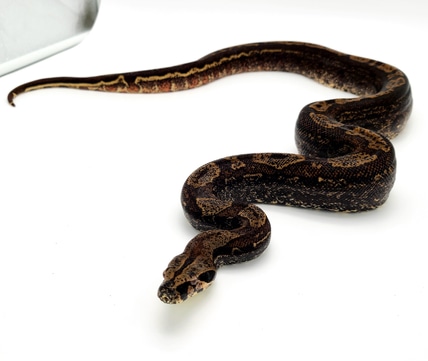 CA Motley IMG Het RDR BEA Pos Het Sharp/ BWC Boa Constrictor by ...